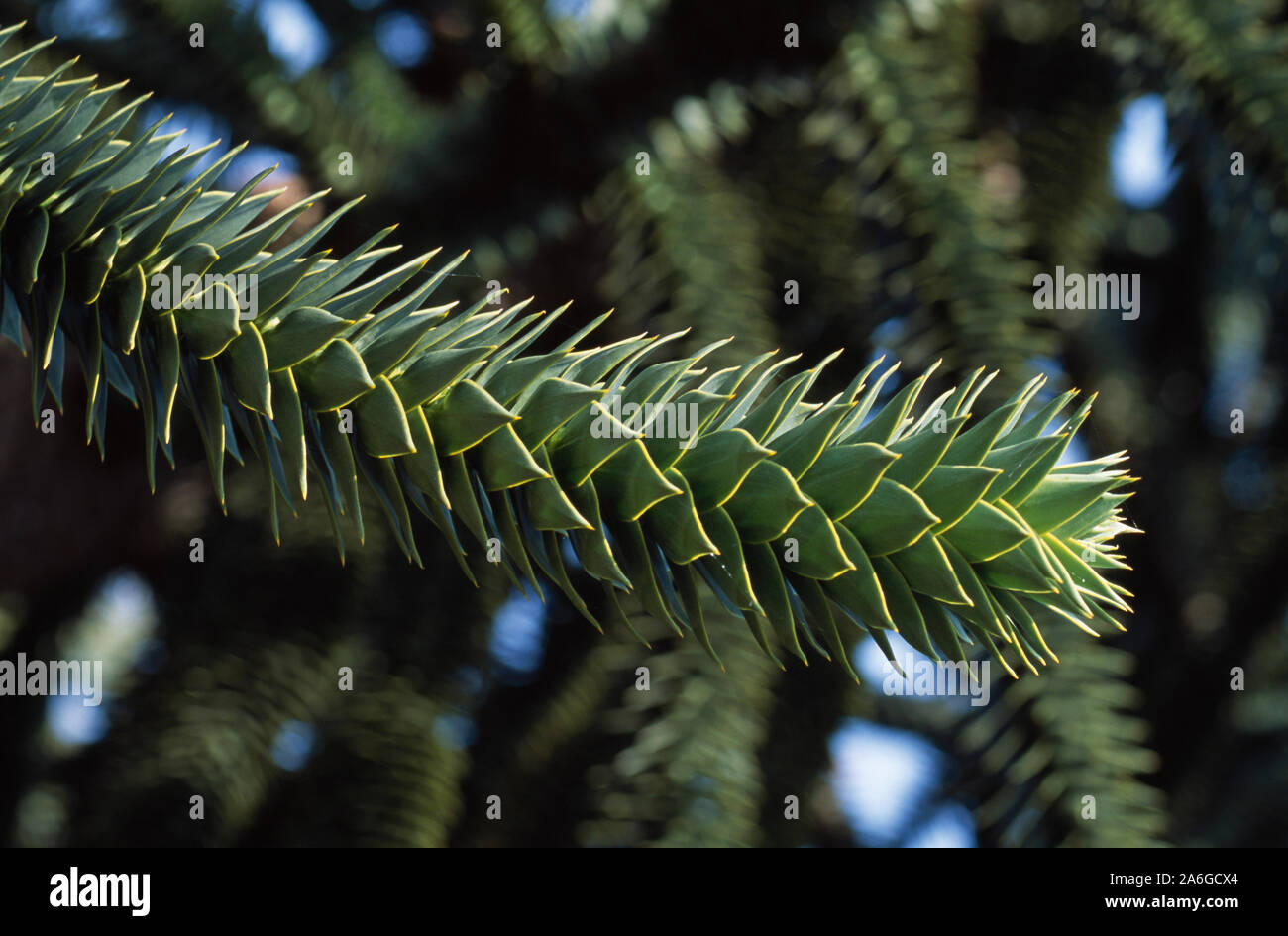 Monkey puzzle trees hi-res stock photography and images - Alamy