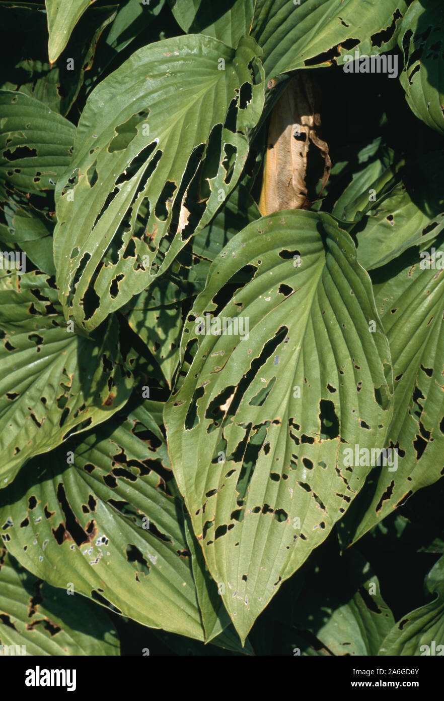 Slug damaged hosta leaves hi-res stock photography and images - Alamy