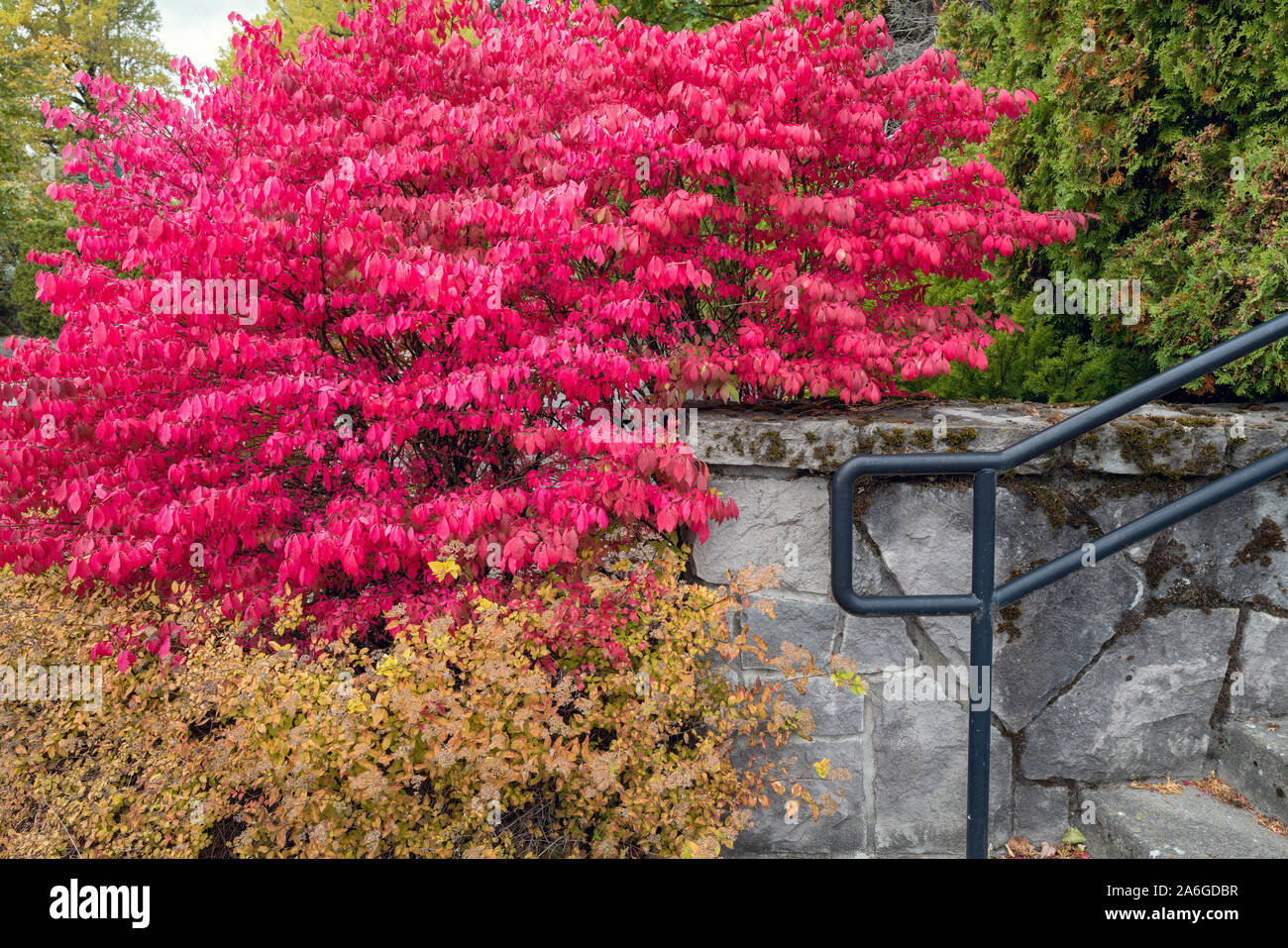 Sumac Bushes High Resolution Stock Photography and Images - Alamy