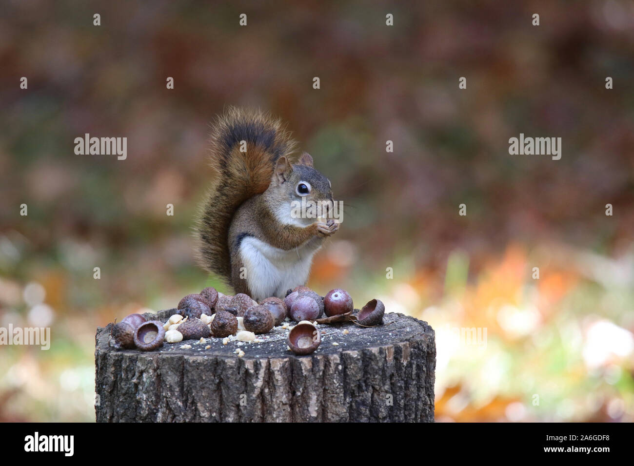 Little red squirrel in fall hi-res stock photography and images - Alamy