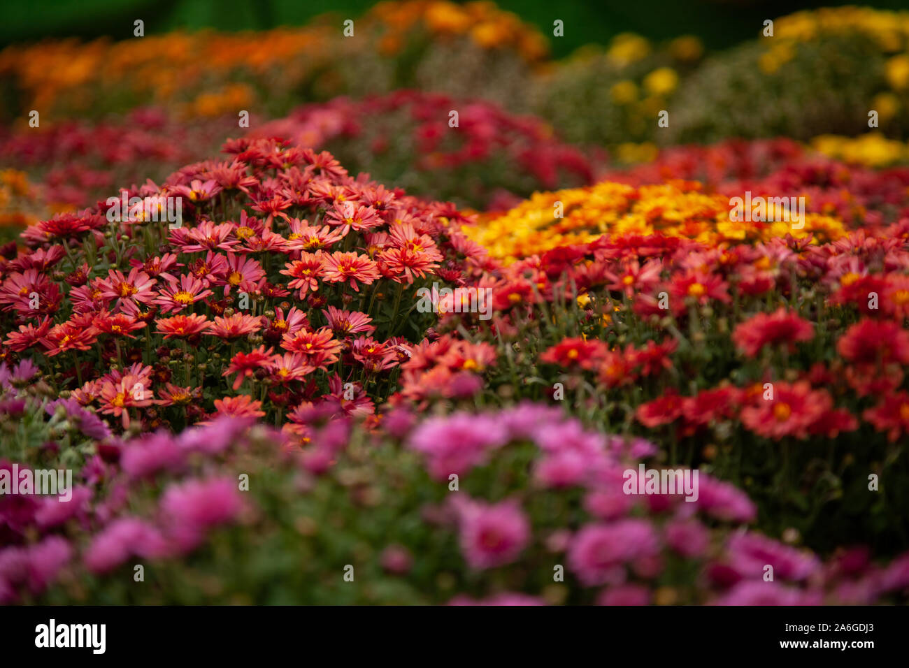 Vintage Fall Flowers