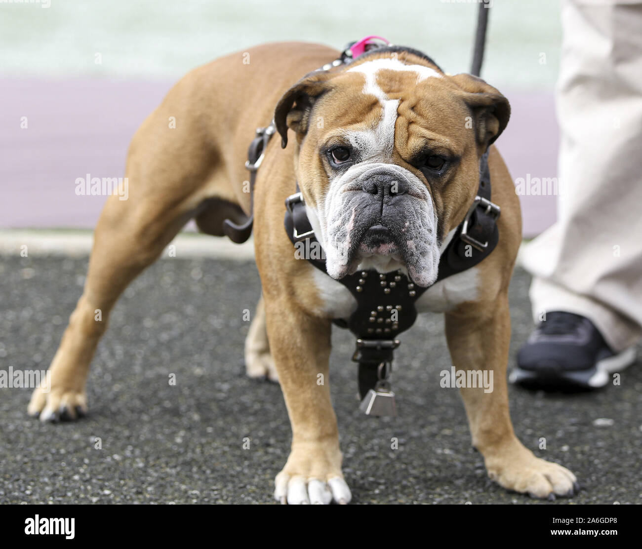 Mississippi state mascot bulldogs hi-res stock photography and images ...