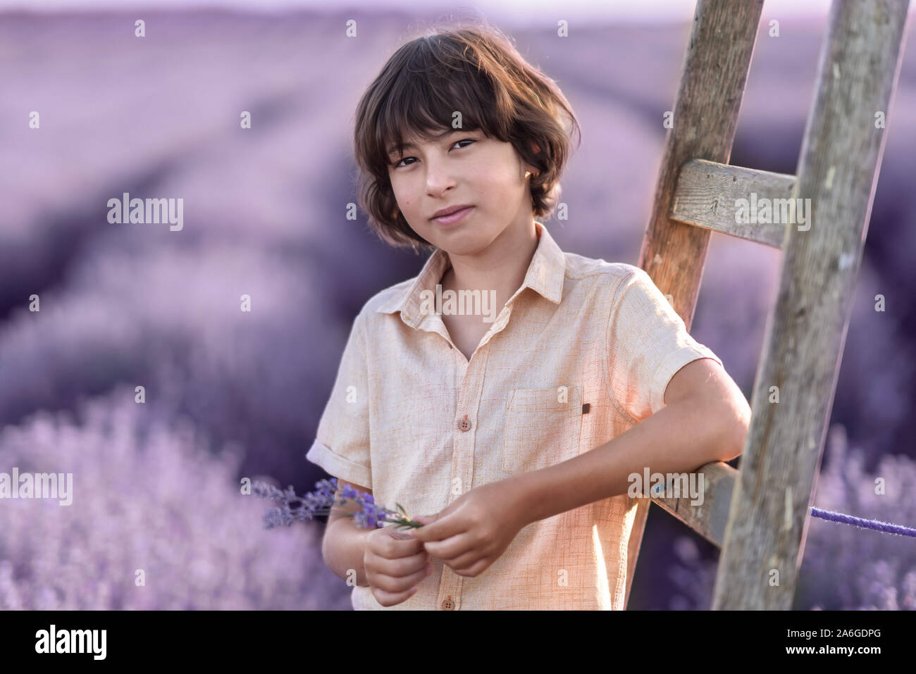 Portrait of a boy in a lavender field Stock Photo - Alamy