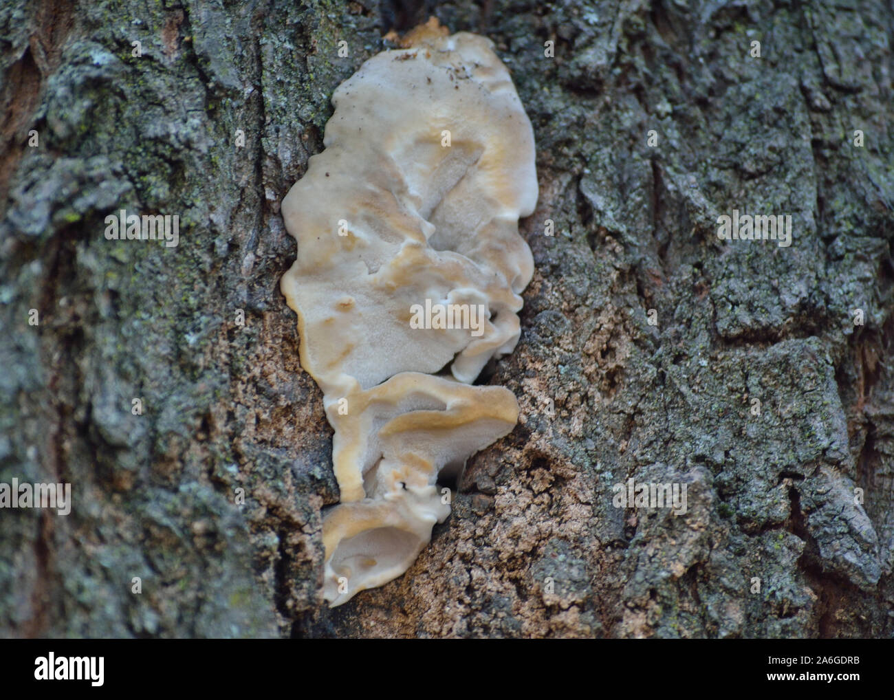 Wood-decay fungus of living plum tree Stock Photo - Alamy