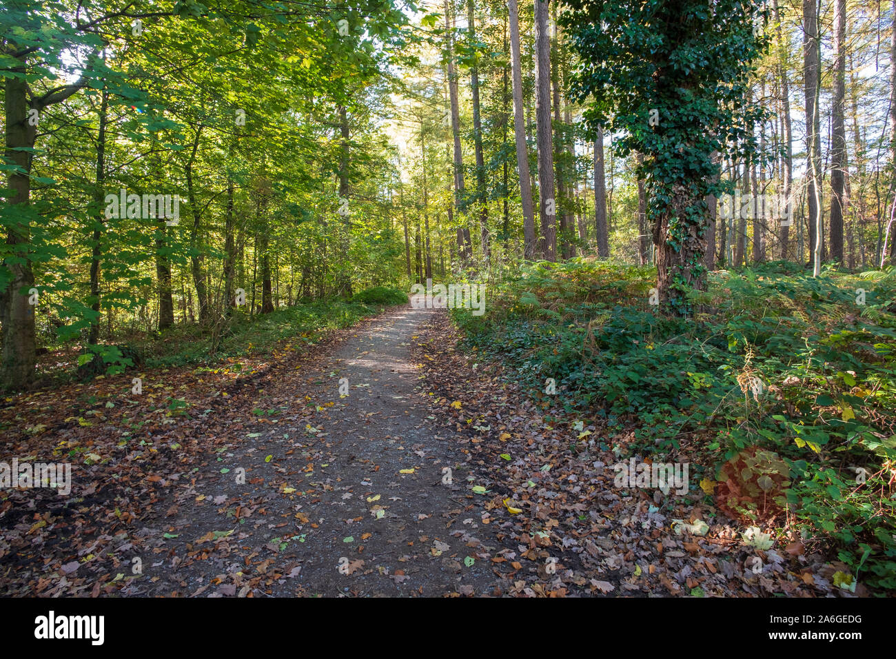 Broad leaf forest landscape and pathway during autumn, Aachen, Germany ...
