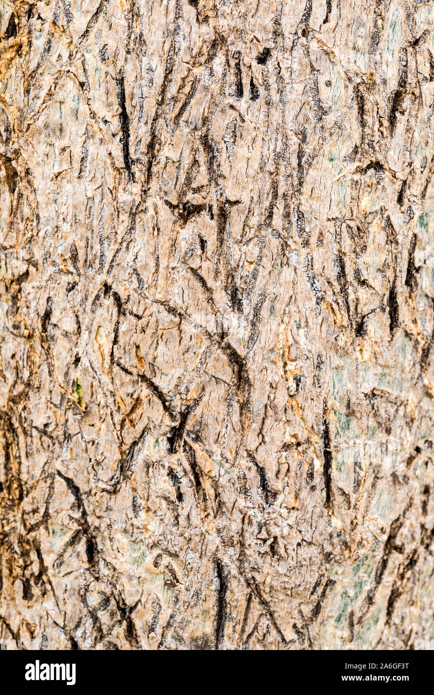 Nutritional Moringa tree cortex texture close up Stock Photo - Alamy