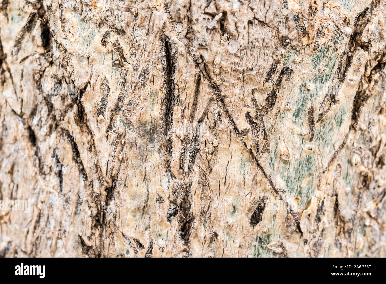 Nutritional Moringa tree cortex texture close up Stock Photo - Alamy