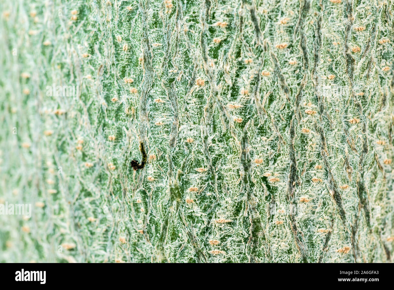Nutritional Moringa tree cortex texture close up Stock Photo - Alamy
