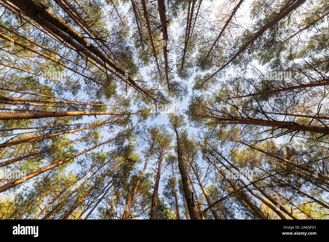 tree crowns wide angle photo, forest landscape Stock Photo - Alamy