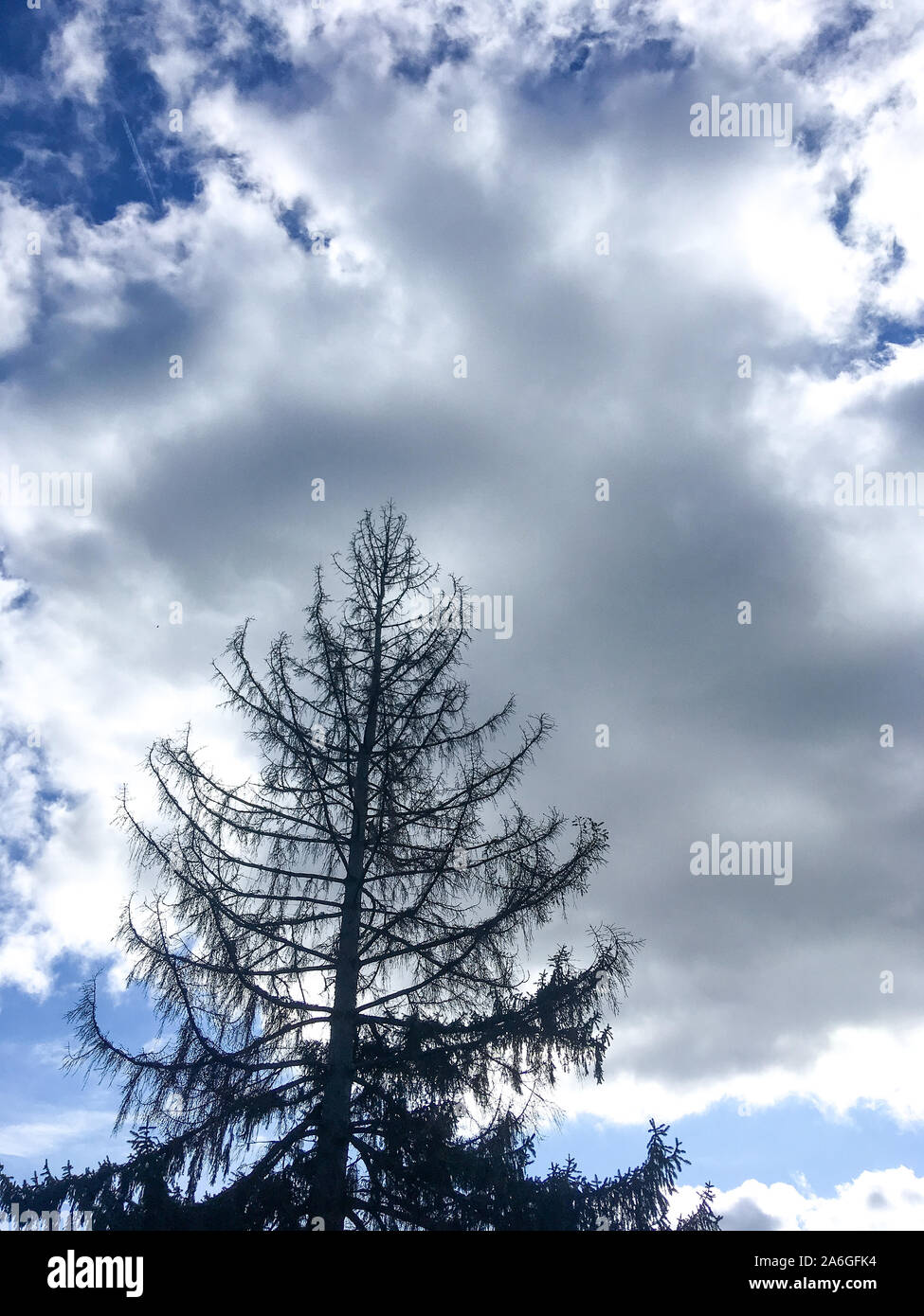 Fir tree kiled by fir tree disease, Bron, Lyon, France Stock Photo - Alamy