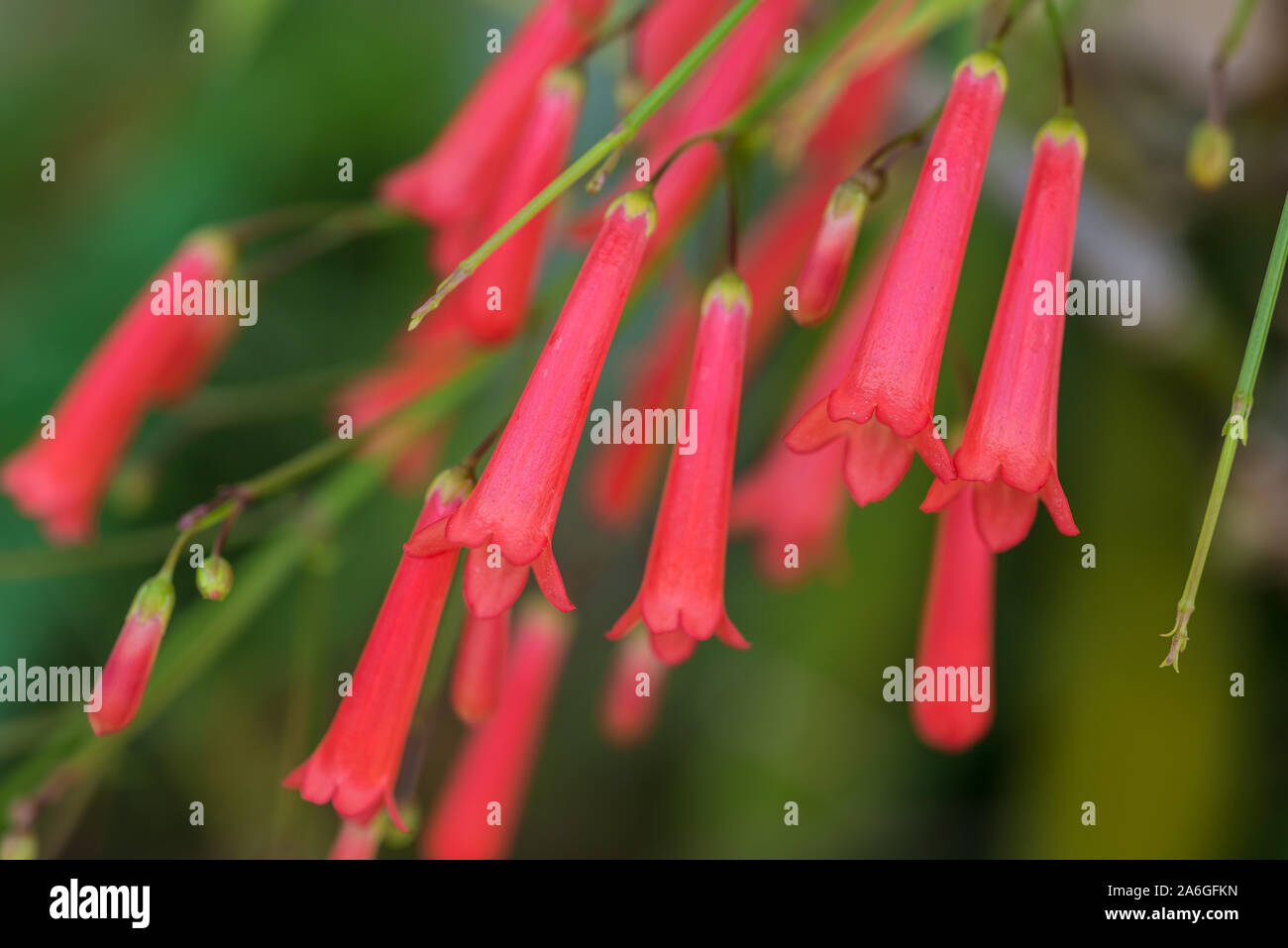 Mexican ornamental flower called "lagrimas de cupido" or fountainbush ...