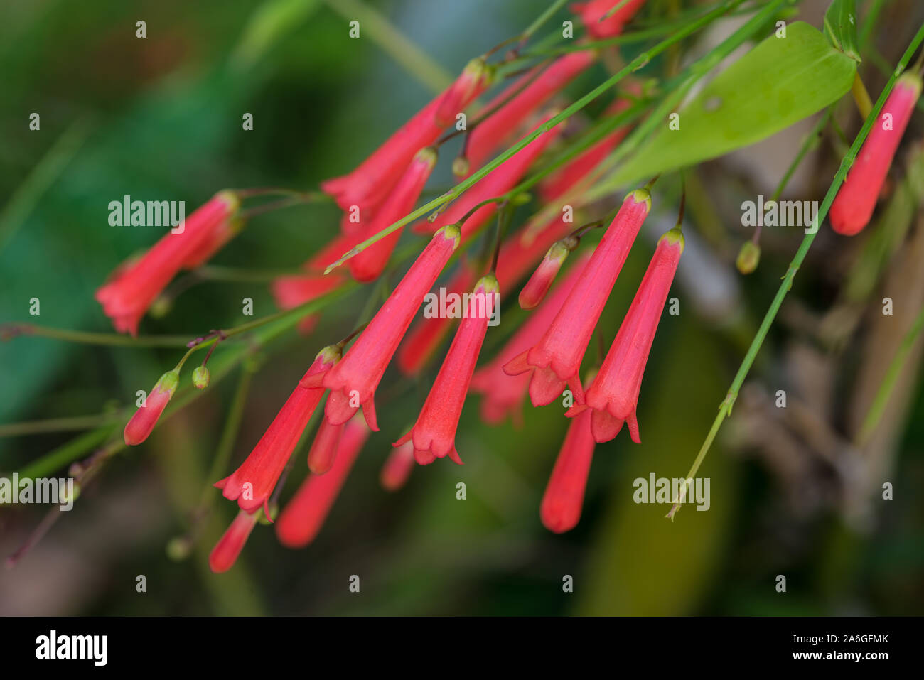 Mexican ornamental flower called "lagrimas de cupido" or fountainbush ...