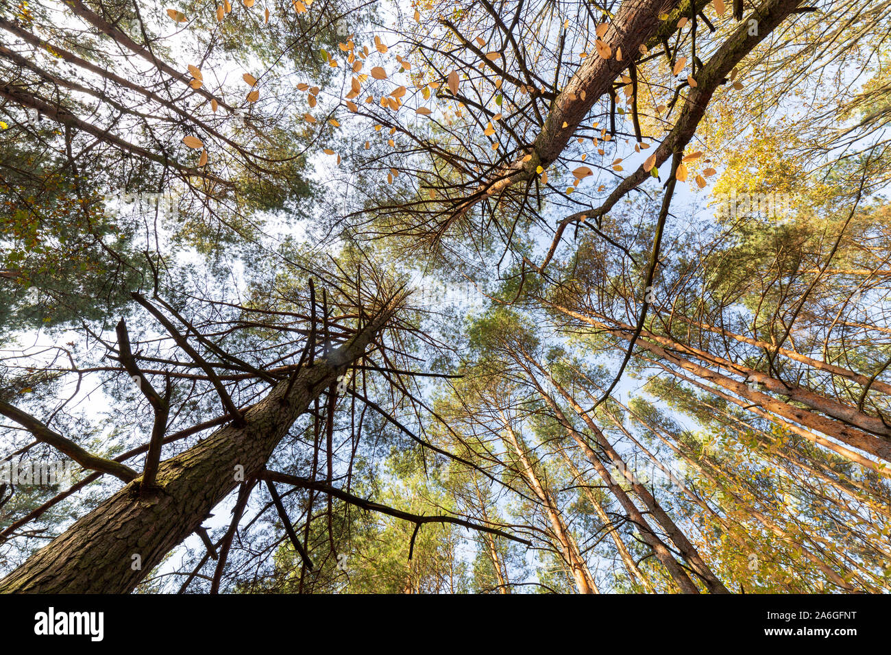 tree crowns wide angle photo, forest landscape Stock Photo - Alamy