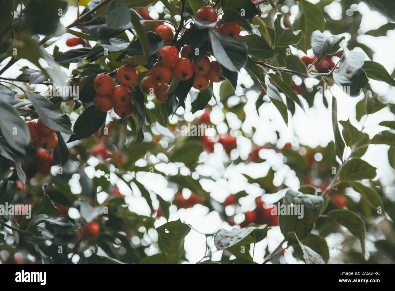 picture of a Ripe small Apples on the tree in Orchard, Morning shot ...