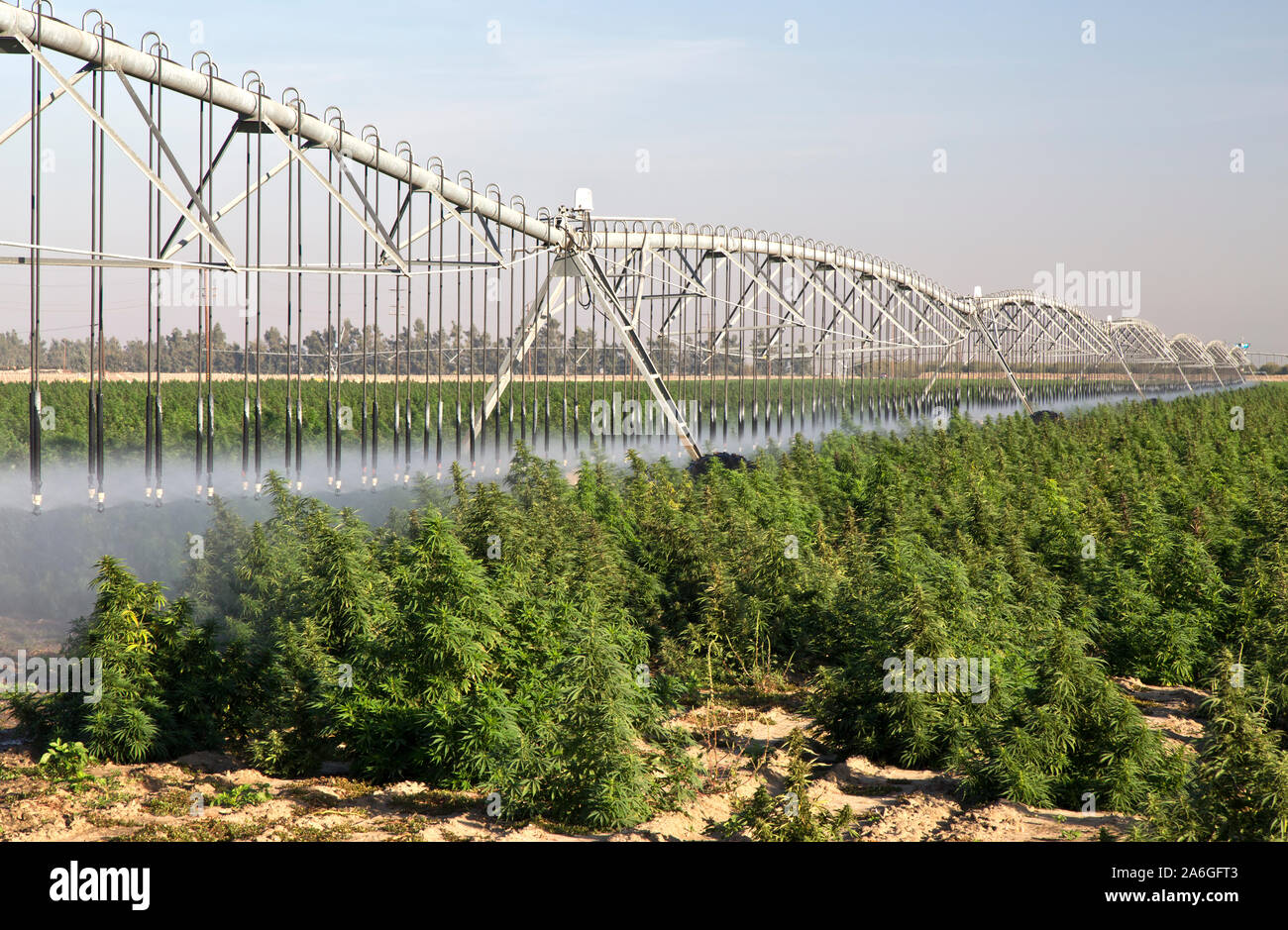 Industrial Hemp 'Frosted Lime' strain, Linear Self Propelled Irrigation ...