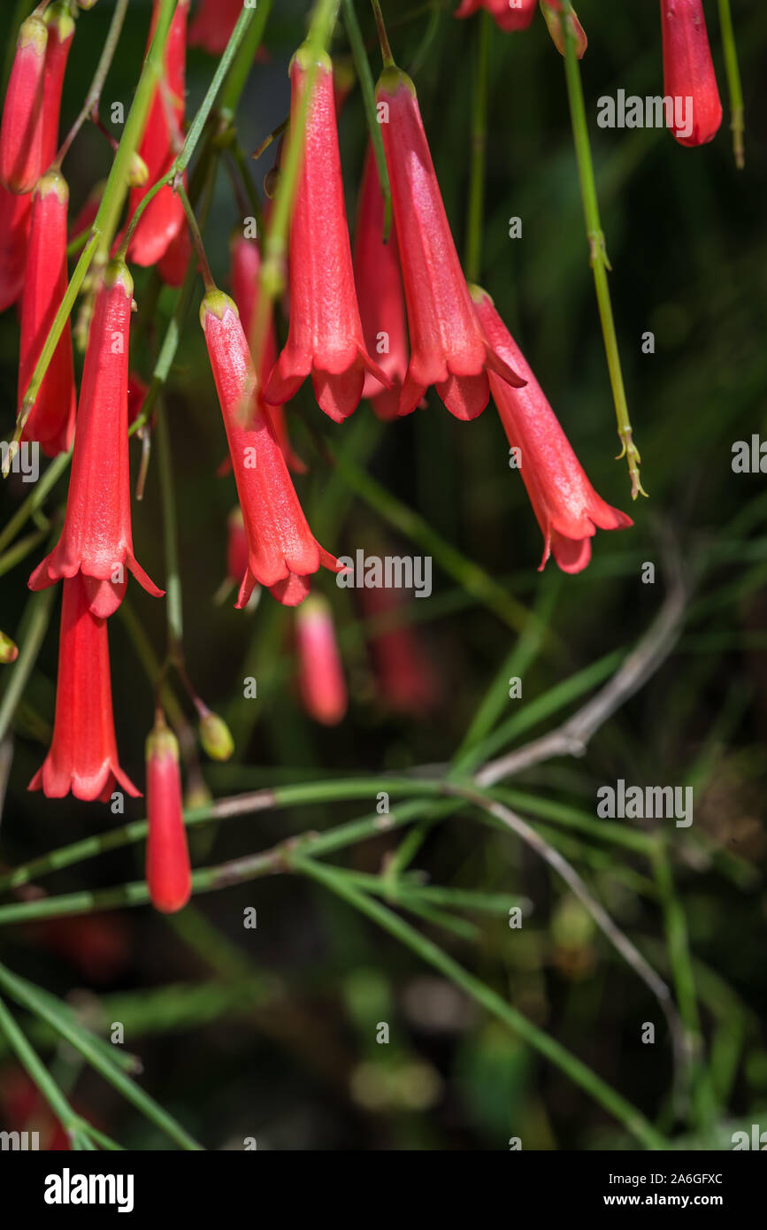 Mexican ornamental flower called "lagrimas de cupido" or fountainbush ...
