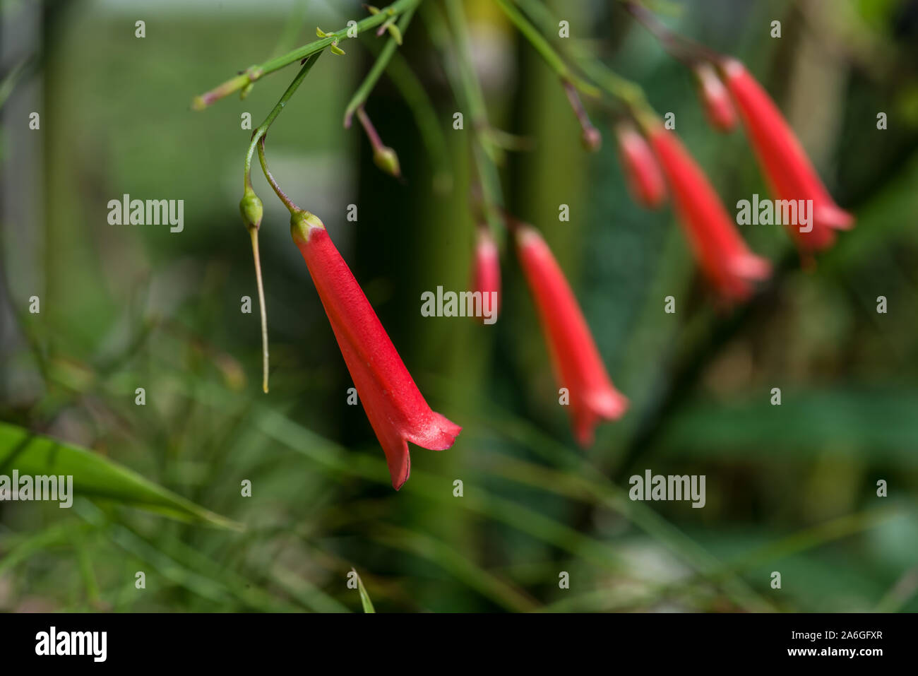Flora de guatemala hi-res stock photography and images - Alamy