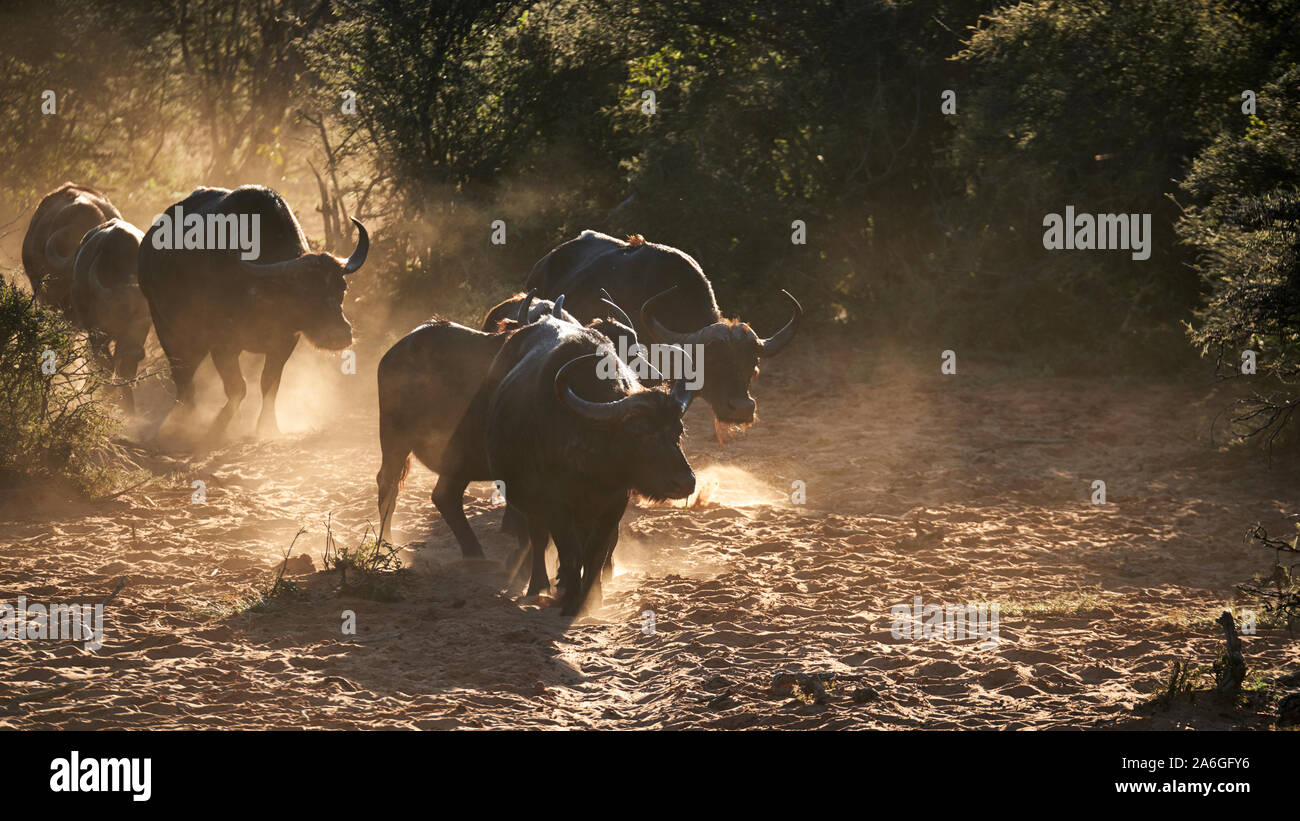 Group of African buffalo (Syncerus caffer), photographed in backlight ...