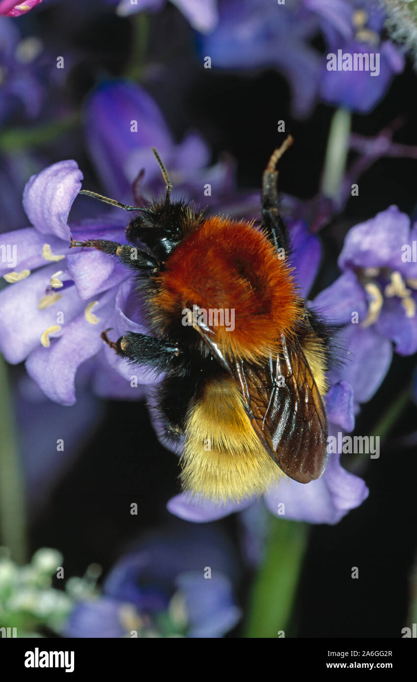 SHETLAND BUMBLE BEE (Bombus muscorum agricolae), feeding from a ...