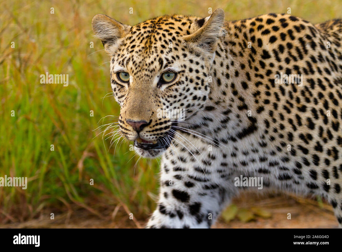 Leopard tail hi-res stock photography and images - Alamy