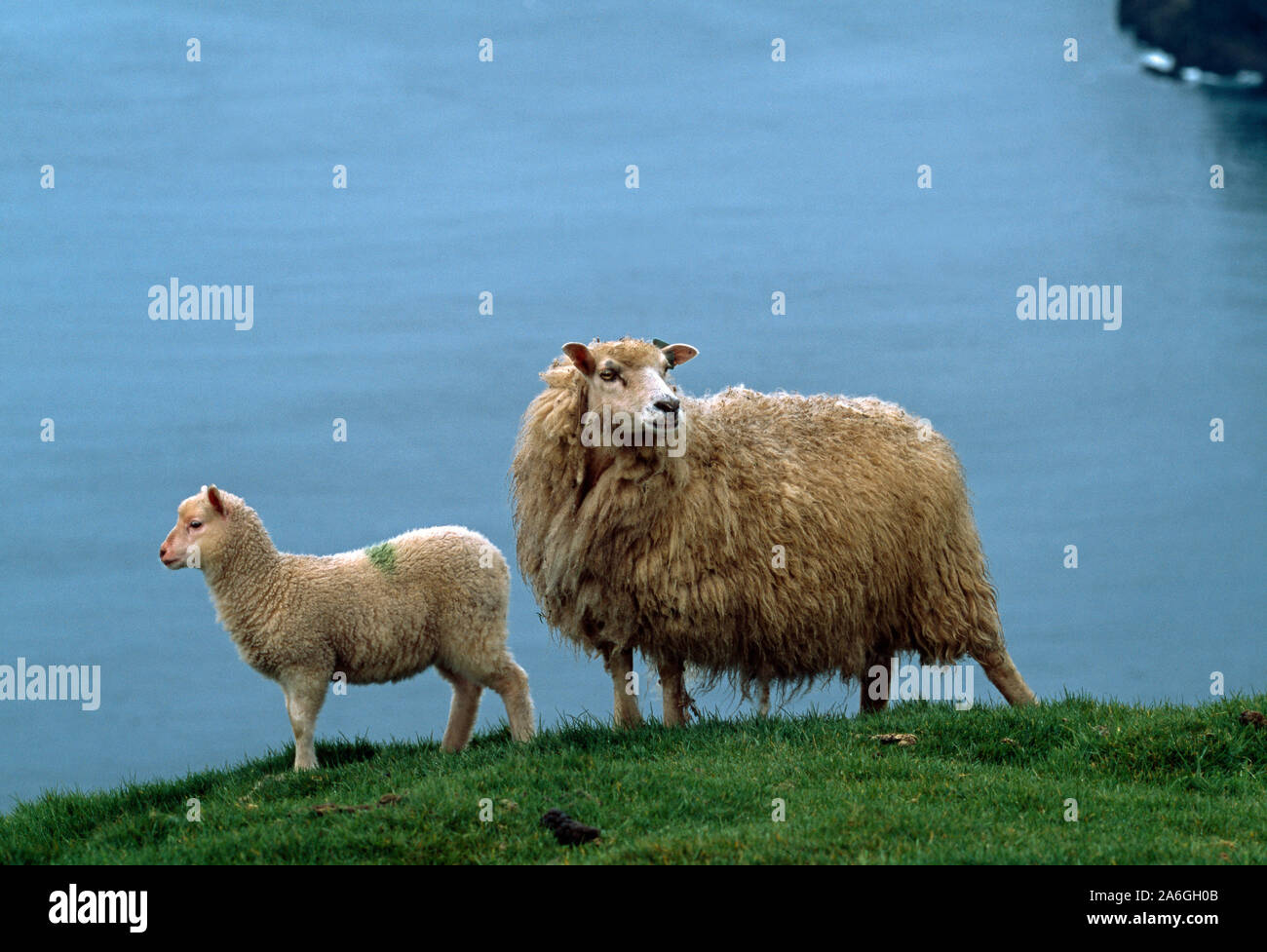 Shetland sheep hi-res stock photography and images - Alamy