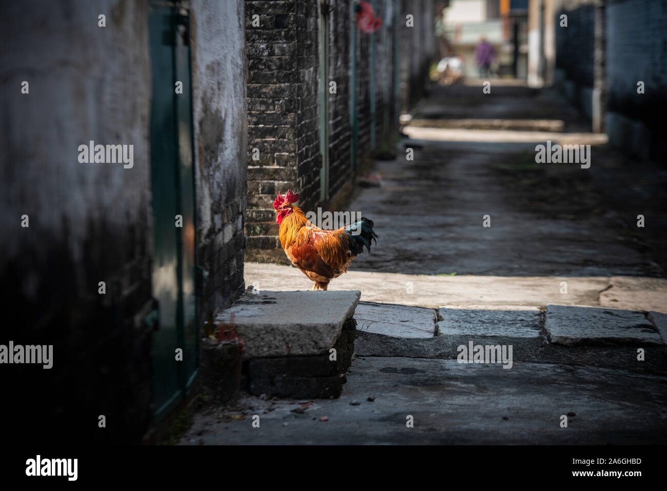 A chicken in the the Ancient walled City of Zhaoqing in China Stock ...