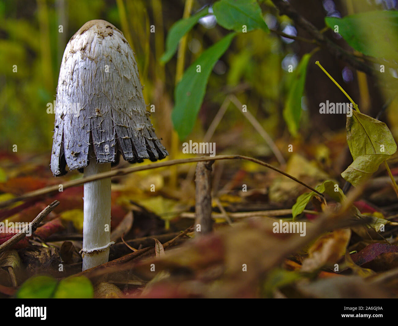 Coprinus Comatus Ink Cap Mushroom High Resolution Stock Photography and ...