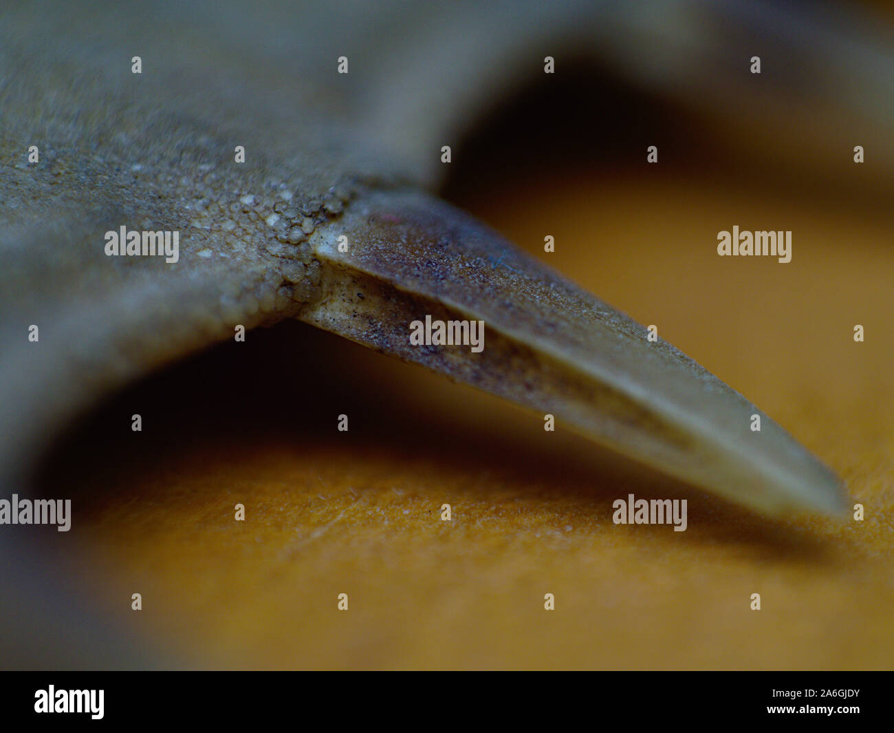 Macro close-up shot of a tooth of a sawfish bill (rostrum), 1cm in ...