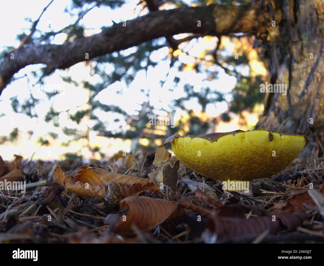Beautiful spongy yellow - Slippery Jack mushroom (Suillus luteus (L ...