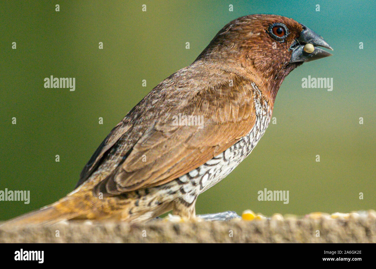 Scaly-breasted Munia/Nutmeg Mannikin/Spice Finch Stock Photo - Alamy
