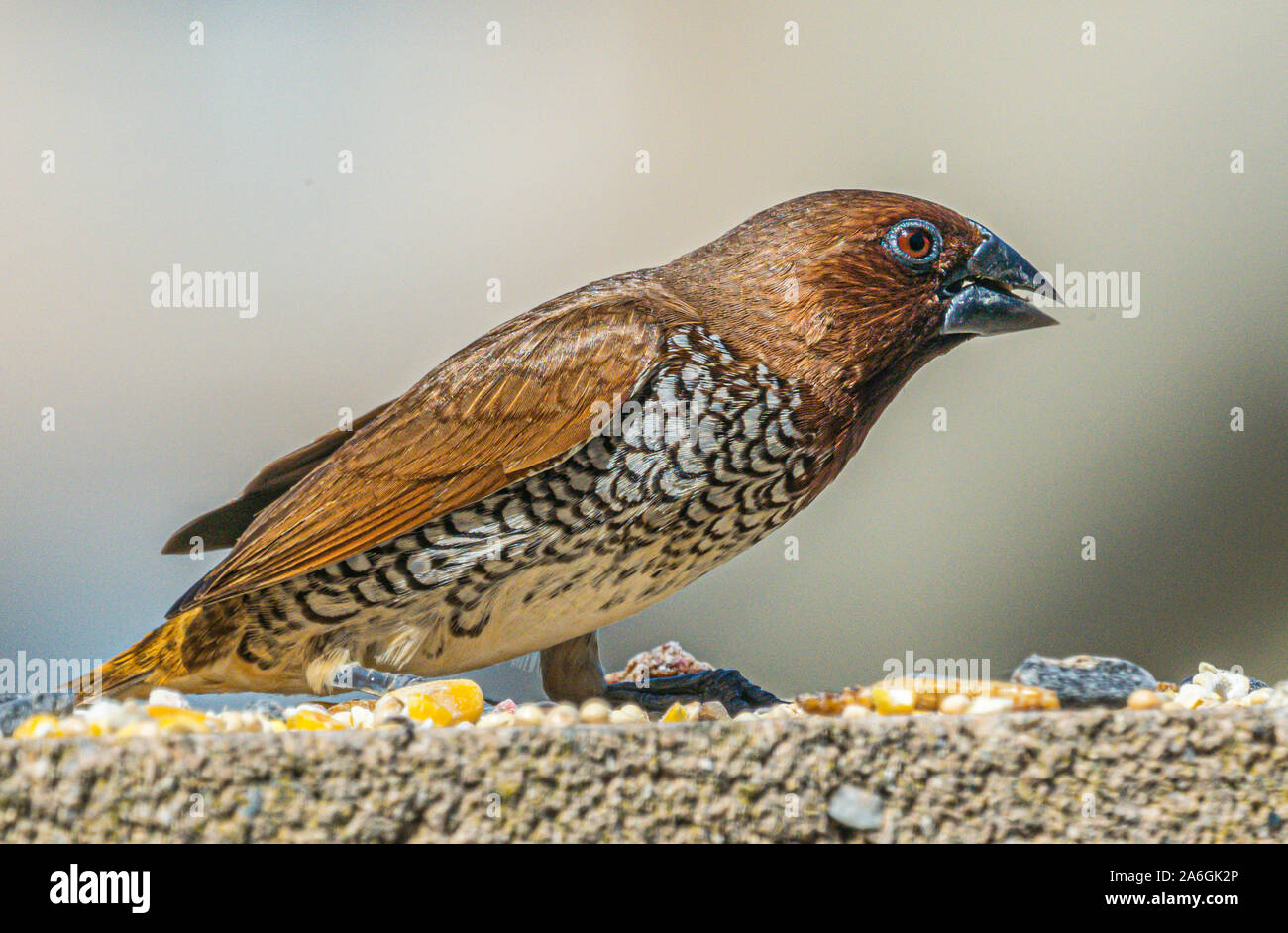 Scaly-breasted Munia/Nutmeg Mannikin/Spice Finch Stock Photo - Alamy