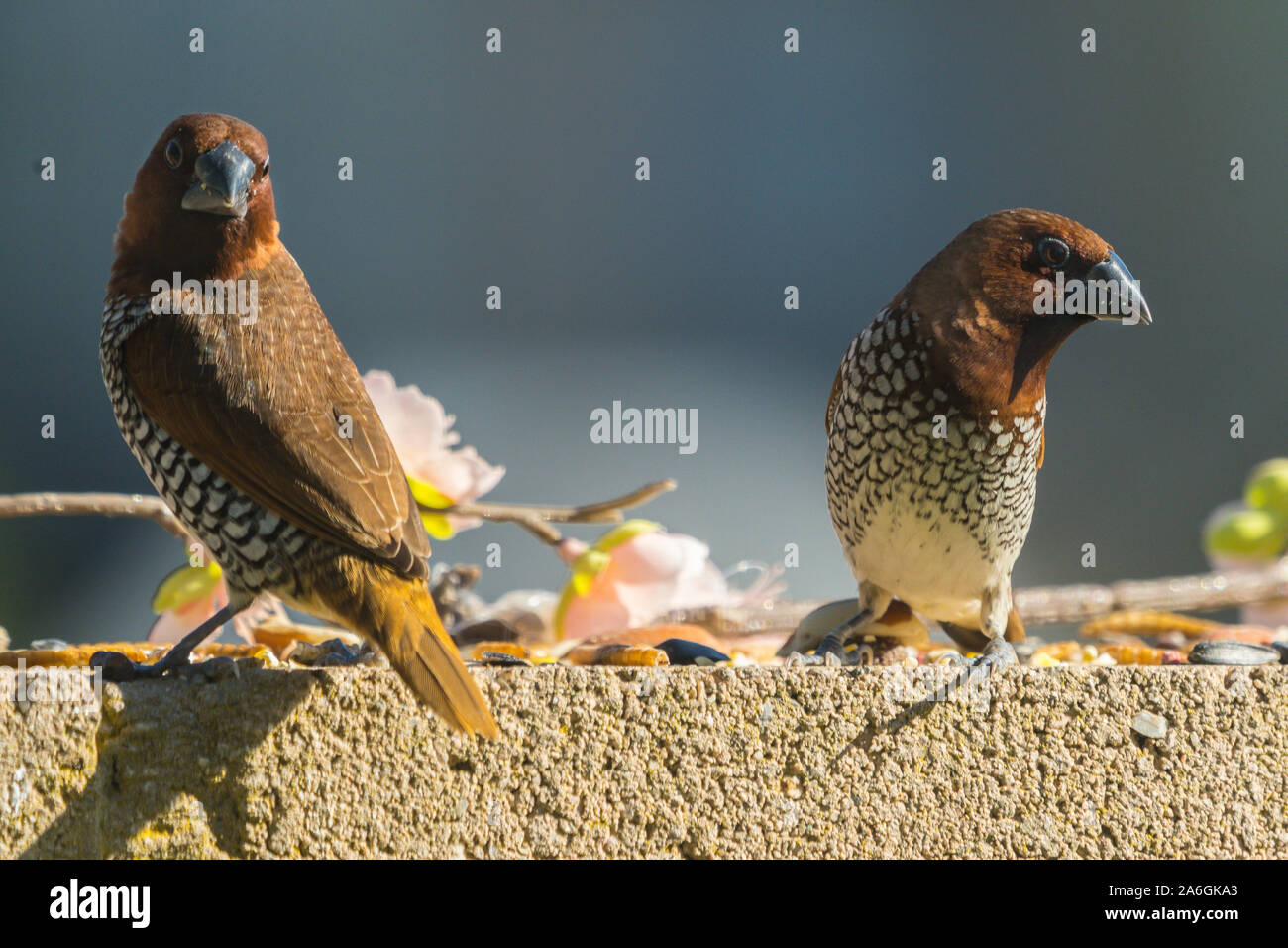 Scaly-breasted Munia/Nutmeg Mannikin/Spice Finch Stock Photo - Alamy