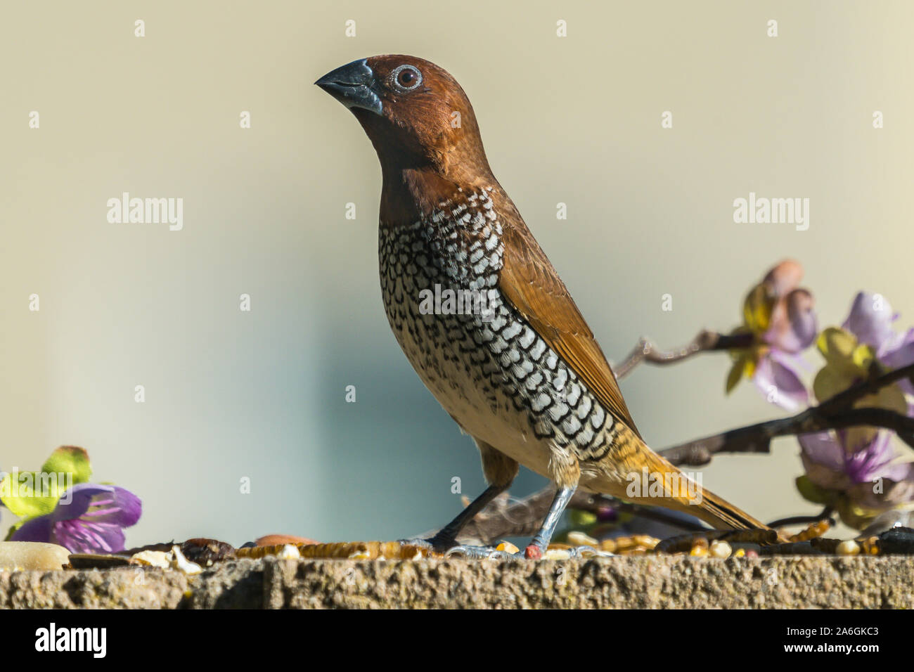 Scaly-breasted Munia/Nutmeg Mannikin/Spice Finch Stock Photo - Alamy