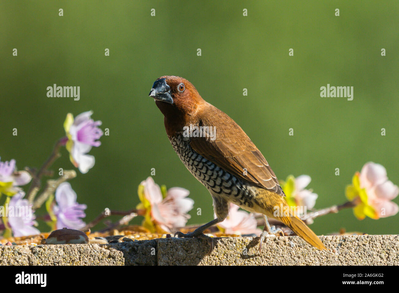 Scaly-breasted Munia/Nutmeg Mannikin/Spice Finch Stock Photo - Alamy