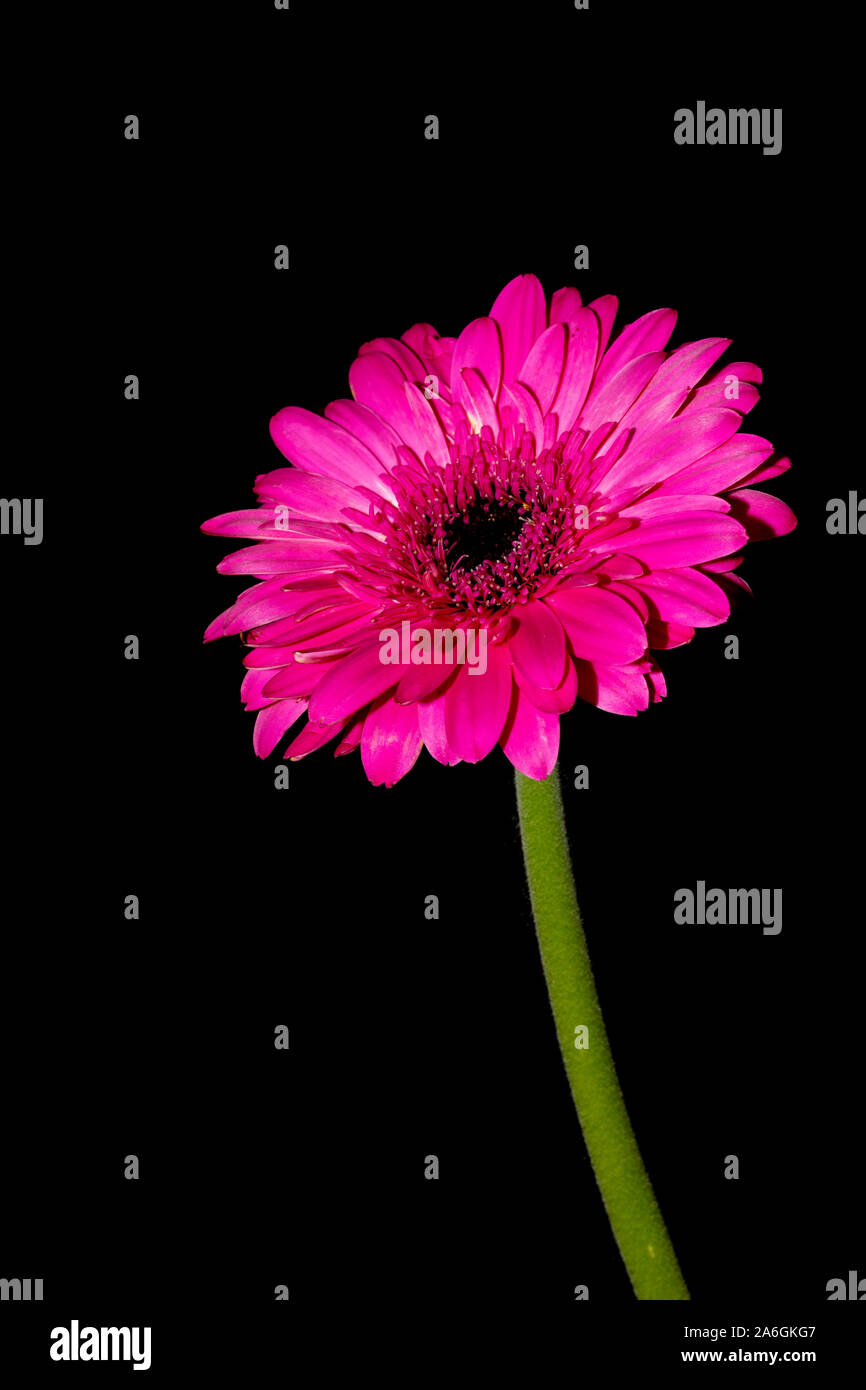 Capitulum hi-res stock photography and images - Alamy