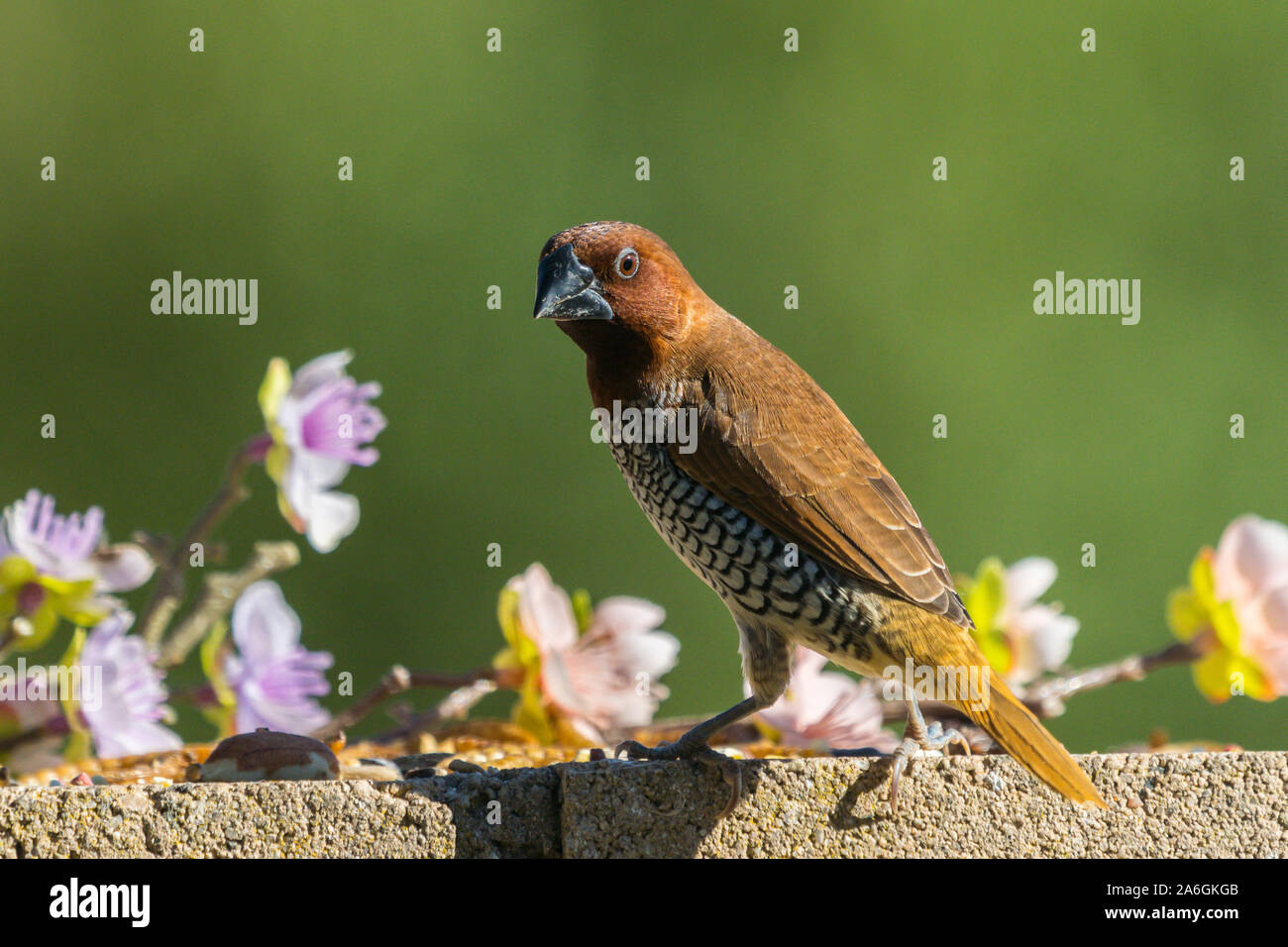 Scaly-breasted Munia/Nutmeg Mannikin/Spice Finch Stock Photo - Alamy