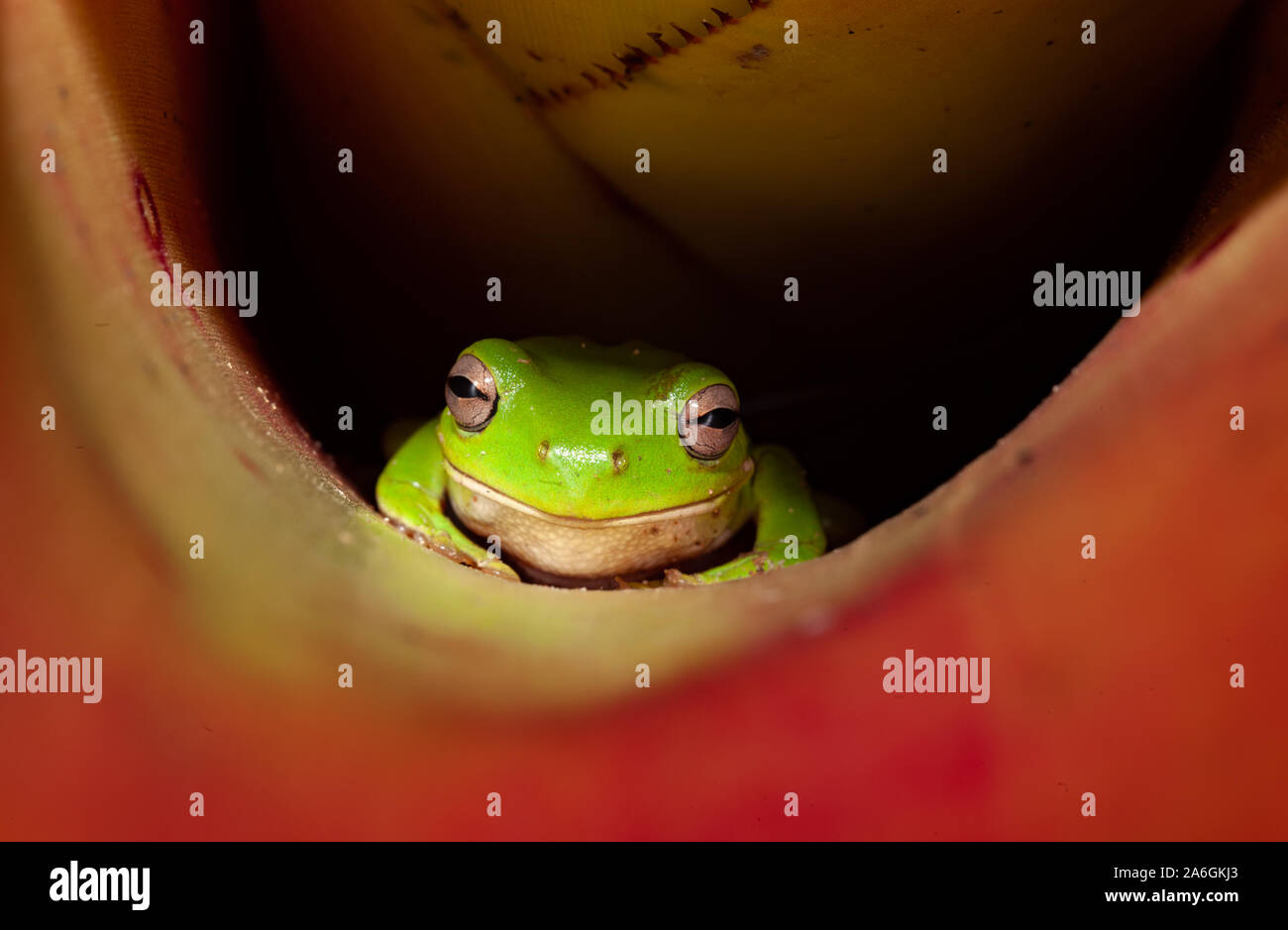 Smug frog hi-res stock photography and images - Alamy
