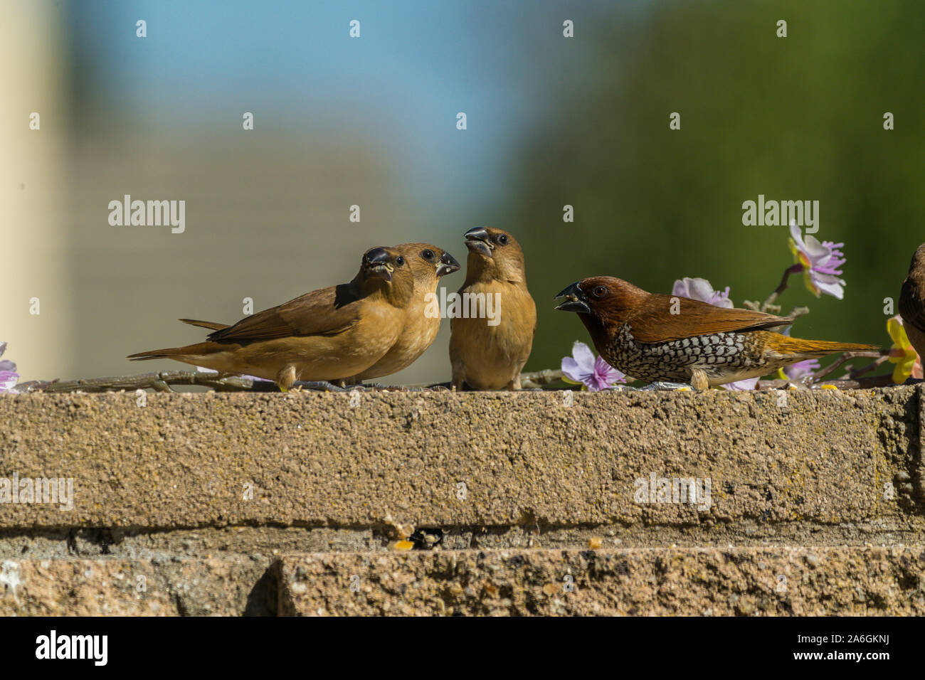 Scaly-breasted Munia/Nutmeg Mannikin/Spice Finch Stock Photo - Alamy