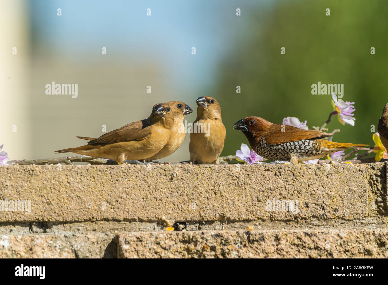 Scaly-breasted Munia/Nutmeg Mannikin/Spice Finch Stock Photo - Alamy