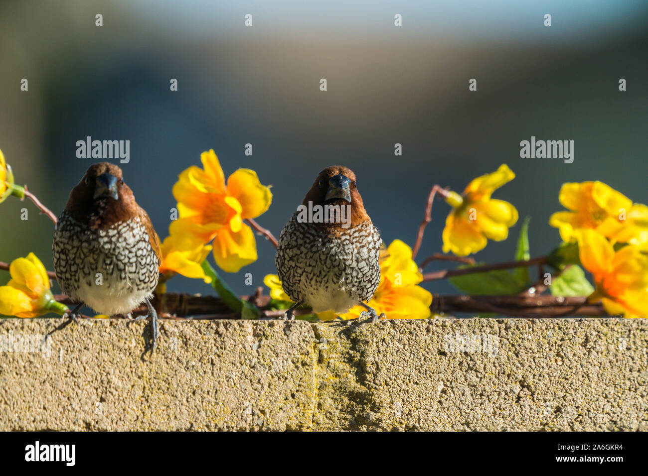 Scaly-breasted Munia/Nutmeg Mannikin/Spice Finch on concrete wall with ...