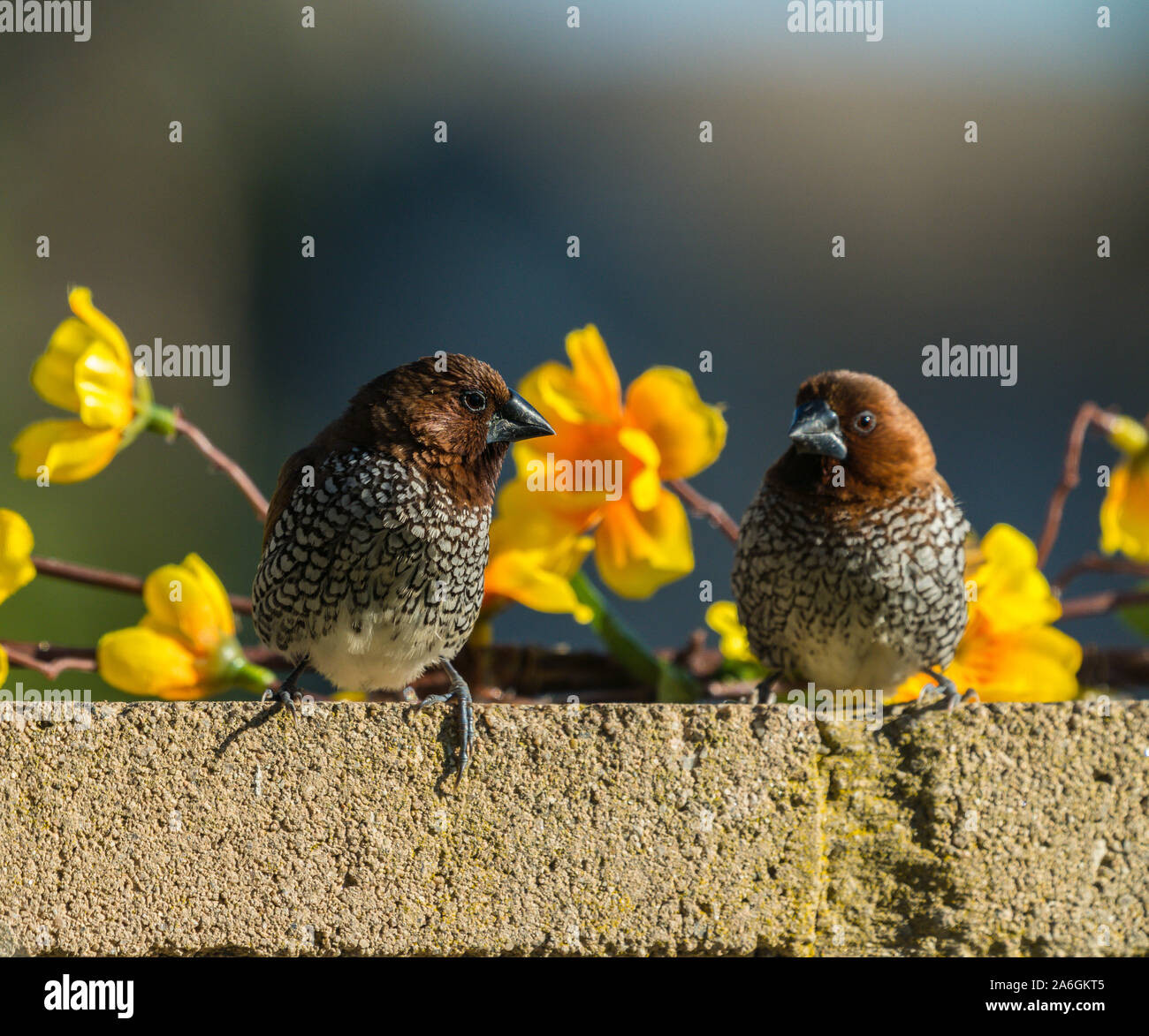 Scaly-breasted Munia/Nutmeg Mannikin/Spice Finch on concrete wall with ...