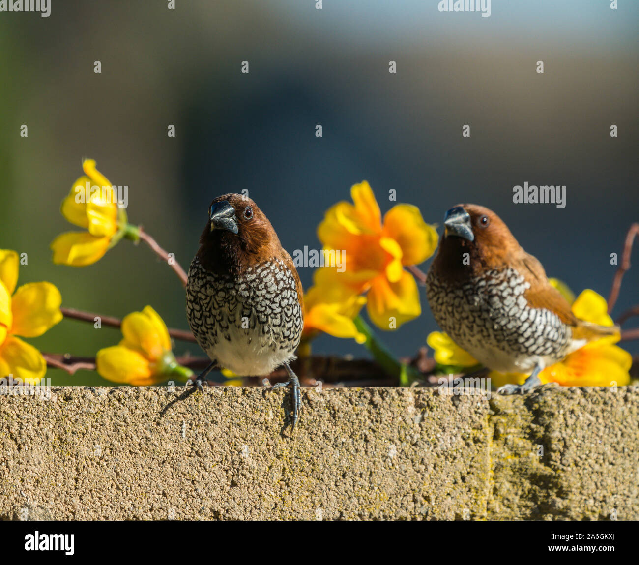 Scaly-breasted Munia/Nutmeg Mannikin/Spice Finch on concrete wall with ...