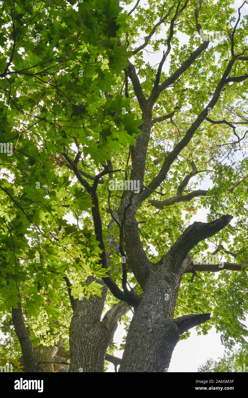 The trunk and branches of an old oak tree viewed from below. Crown of ...
