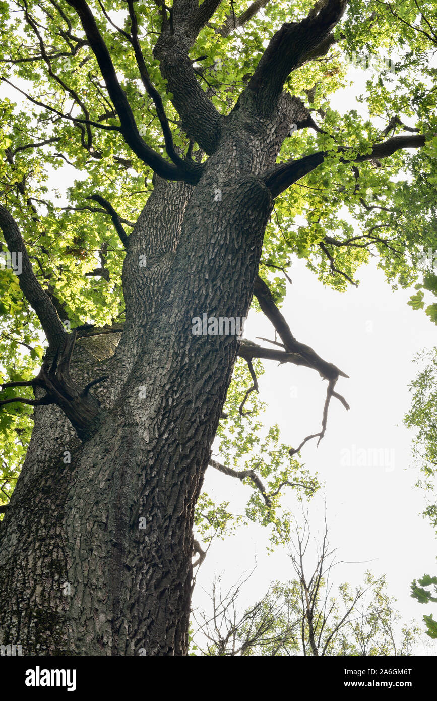 The trunk and branches of an old oak tree viewed from below. Crown of ...