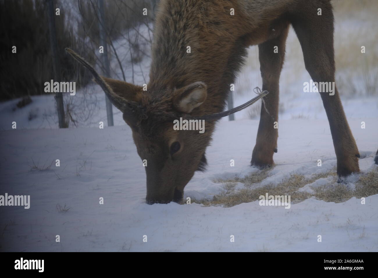 Elk in winter Stock Photo - Alamy