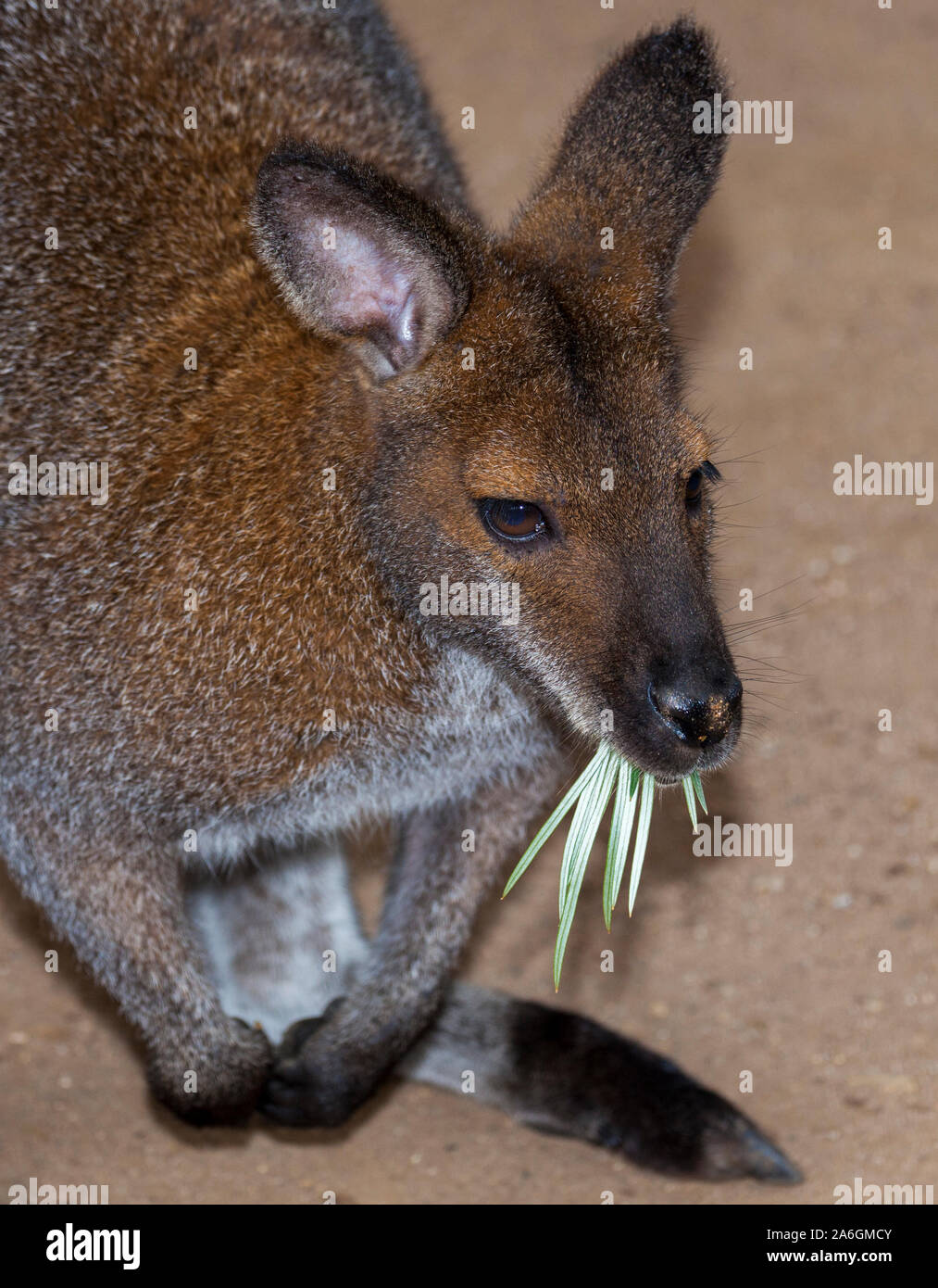 Pretty face wallaby hi-res stock photography and images - Alamy