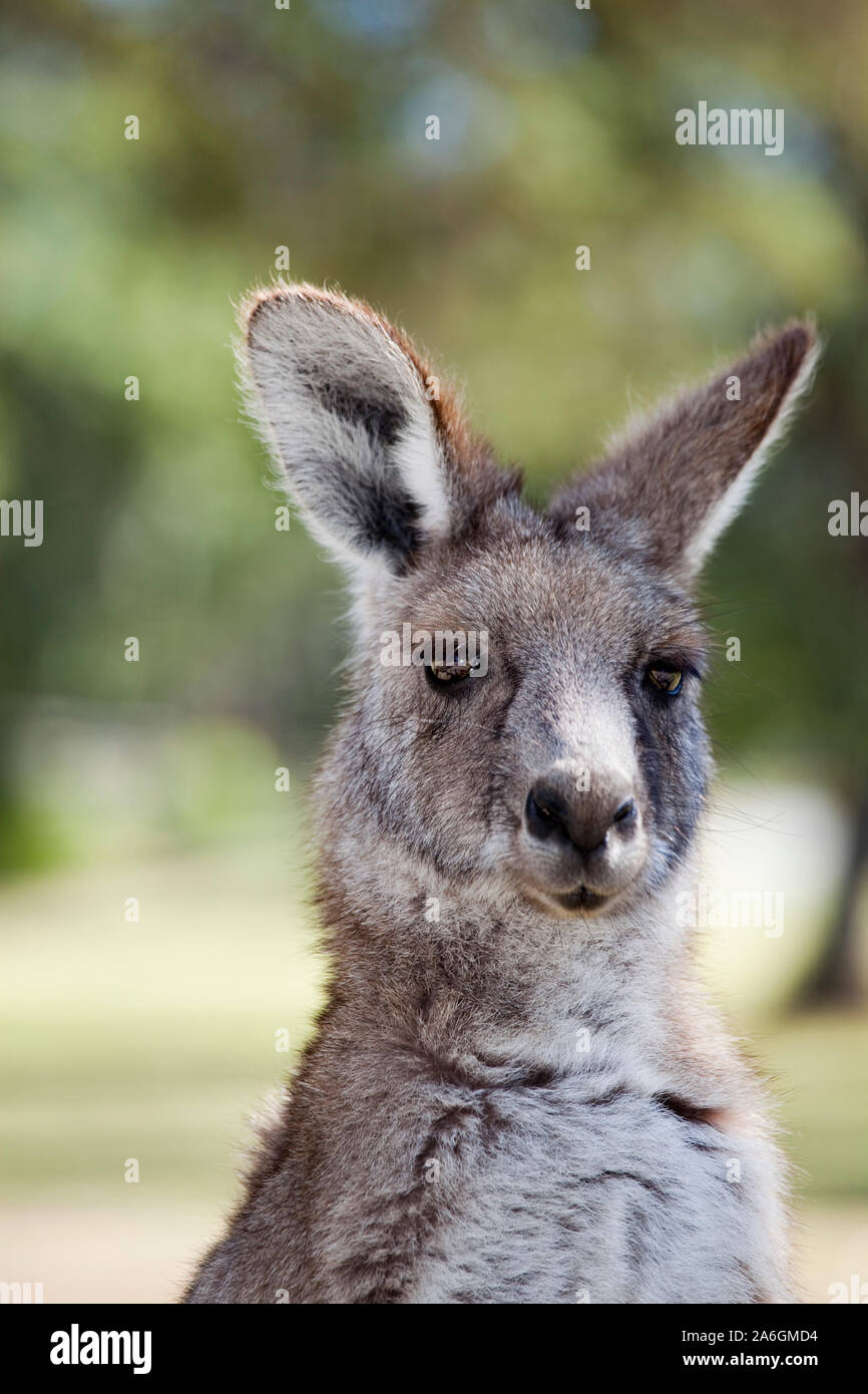 australian gray kangaroo Stock Photo - Alamy