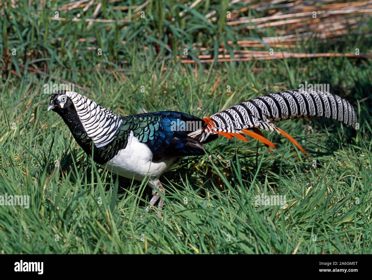 LADY AMHERST'S PHEASANT Chrysolophus amherstiae cock on grass (captive ...