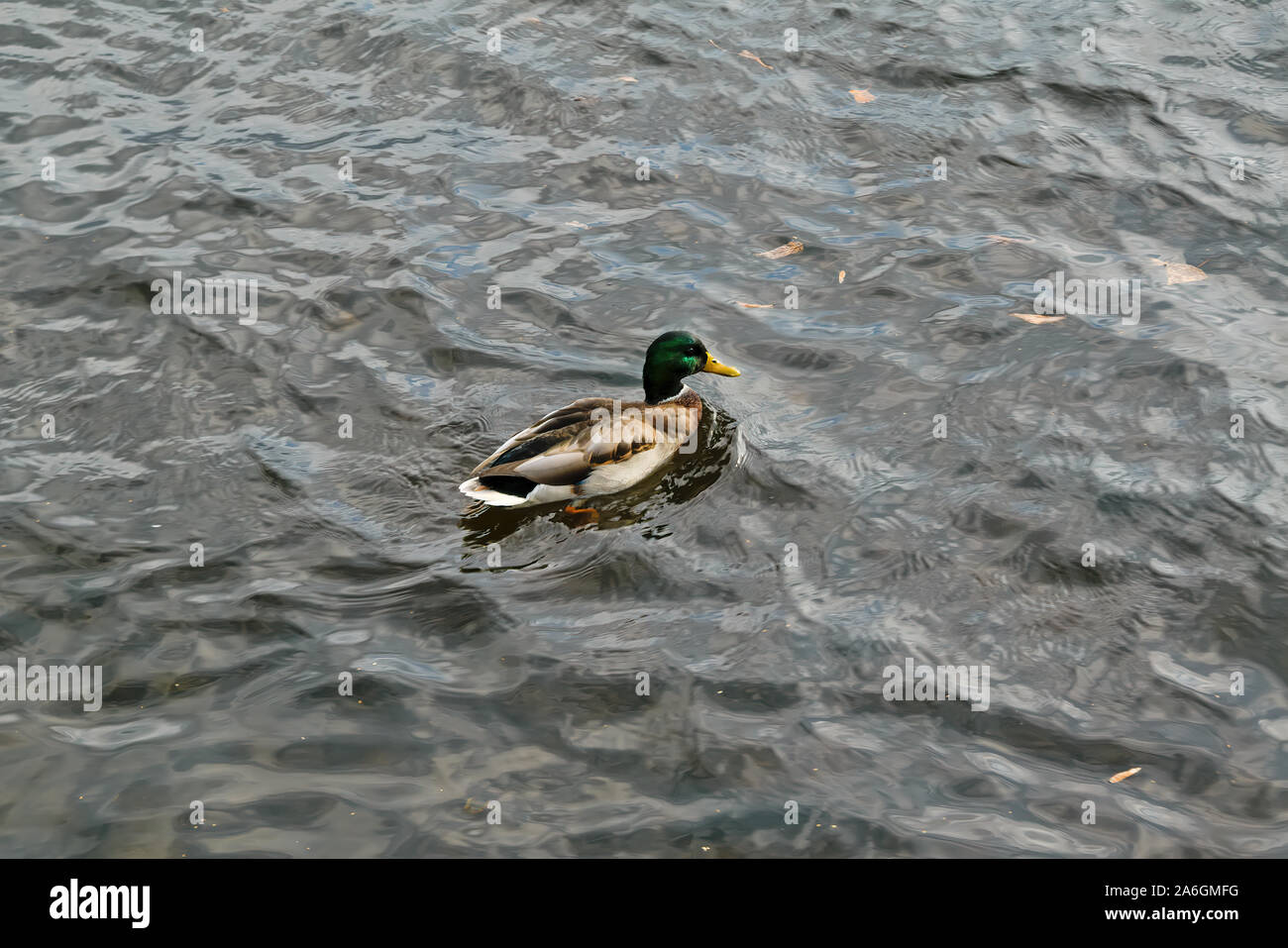 Mallard duck drake floating on the river in autumn close-up. Drake ...