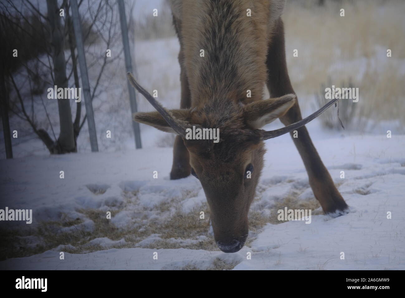 Elk in winter Stock Photo - Alamy